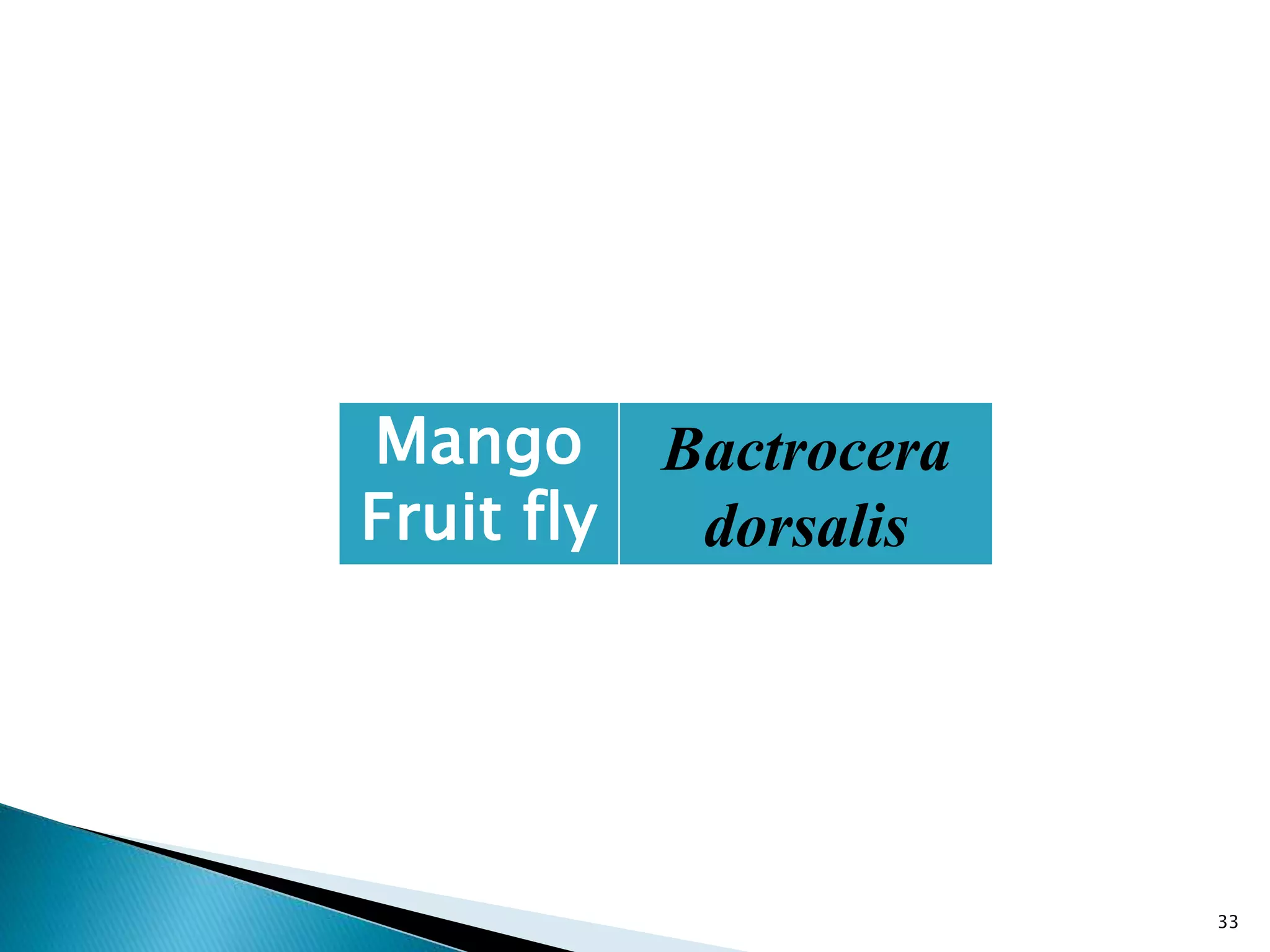 Insect pests of mango Pakistan Leaf Hoppers Mango Mealy Bug Mango ...