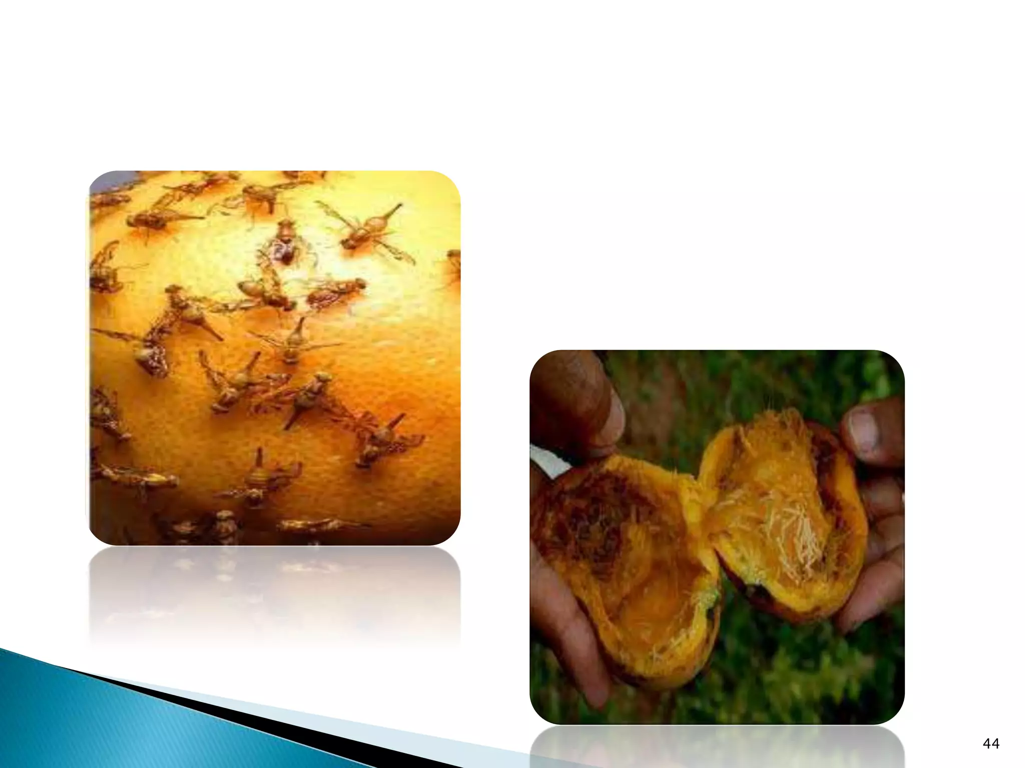 Insect pests of mango Pakistan Leaf Hoppers Mango Mealy Bug Mango ...