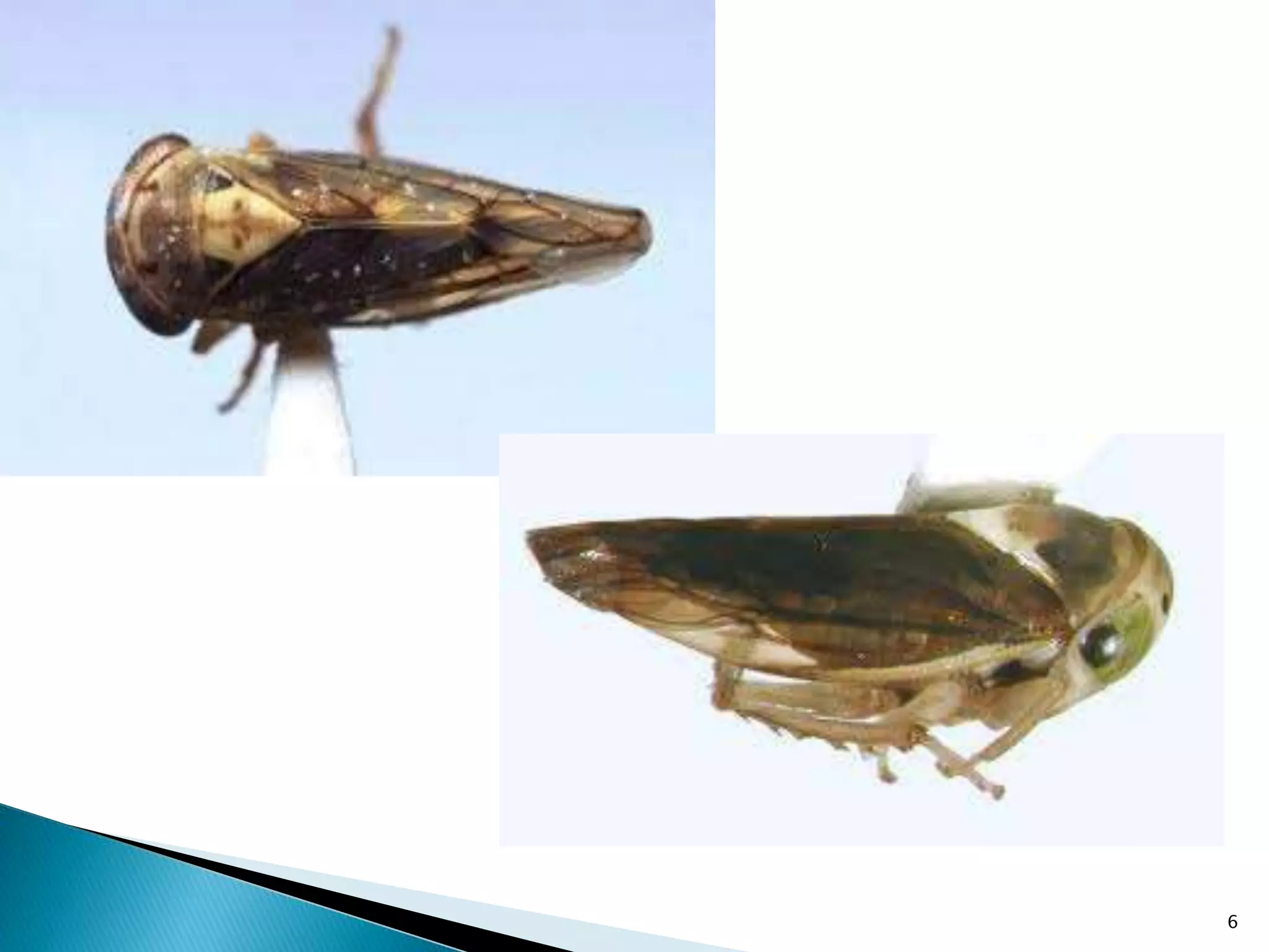 Insect pests of mango Pakistan Leaf Hoppers Mango Mealy Bug Mango ...