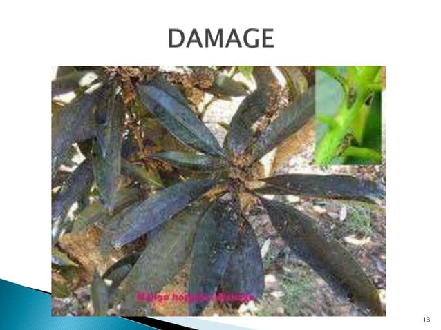 Insect pests of mango Pakistan Leaf Hoppers Mango Mealy Bug Mango ...