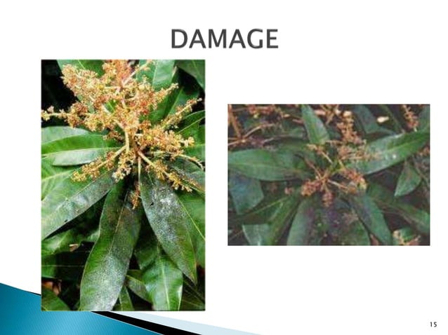 Insect pests of mango Pakistan Leaf Hoppers Mango Mealy Bug Mango ...