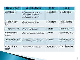 Insect pests of mango Pakistan Leaf Hoppers Mango Mealy Bug Mango ...