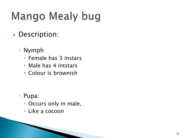 Insect pests of mango Pakistan Leaf Hoppers Mango Mealy Bug Mango ...