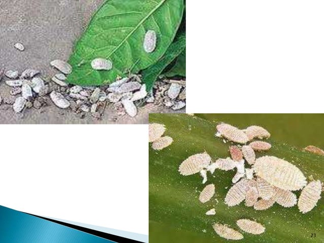 Insect pests of mango Pakistan Leaf Hoppers Mango Mealy Bug Mango ...