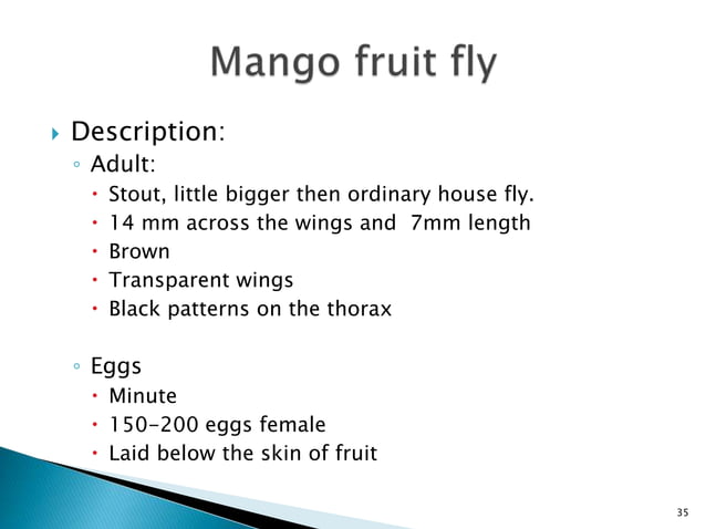 Insect pests of mango Pakistan Leaf Hoppers Mango Mealy Bug Mango ...