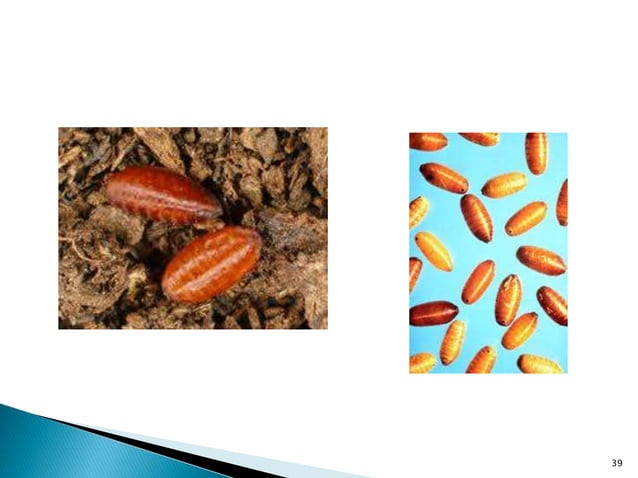 Insect pests of mango Pakistan Leaf Hoppers Mango Mealy Bug Mango ...