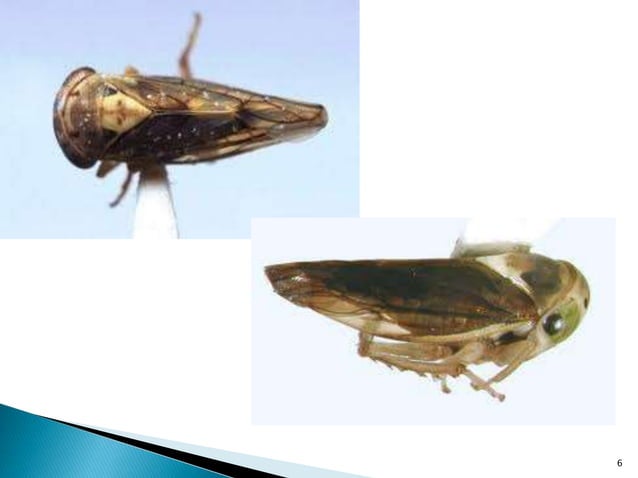 Insect pests of mango Pakistan Leaf Hoppers Mango Mealy Bug Mango ...