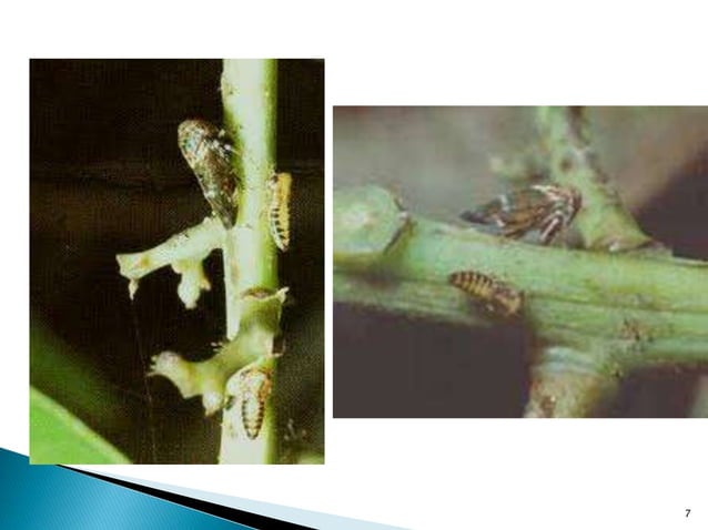Insect pests of mango Pakistan Leaf Hoppers Mango Mealy Bug Mango ...
