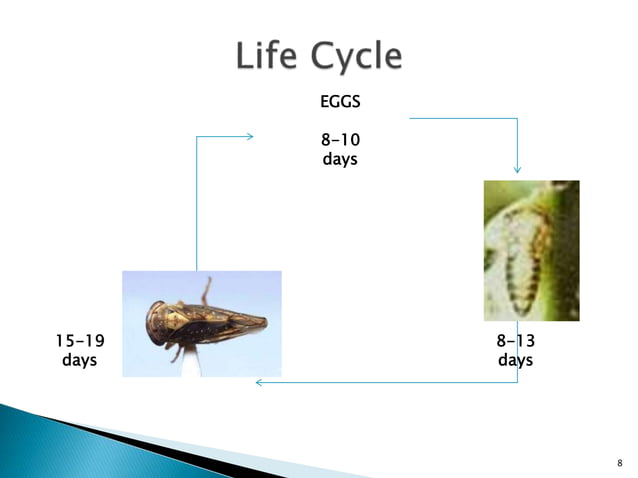 Insect pests of mango Pakistan Leaf Hoppers Mango Mealy Bug Mango ...