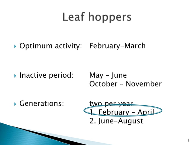 Insect pests of mango Pakistan Leaf Hoppers Mango Mealy Bug Mango ...