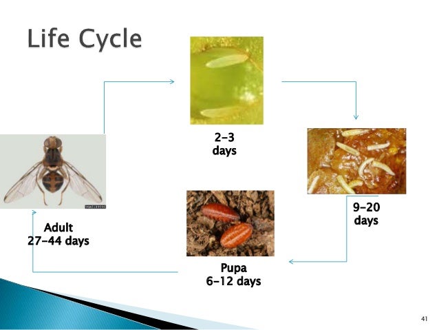 Insect pests of mango Pakistan Leaf Hoppers Mango Mealy Bug Mango Fru…