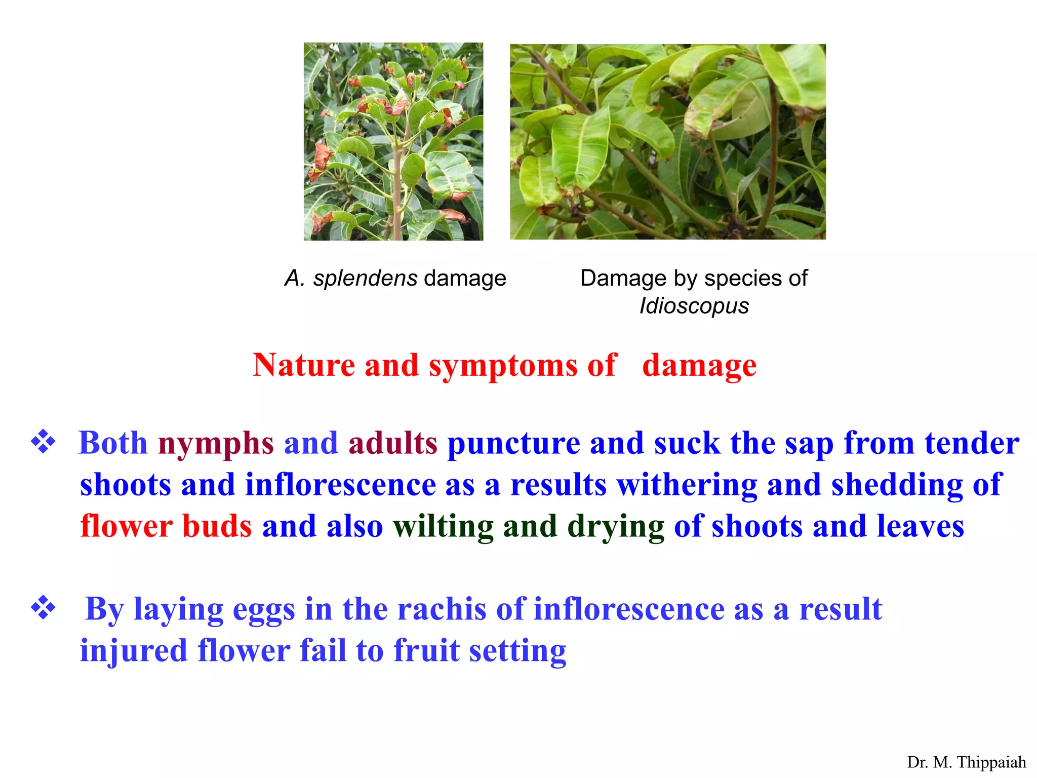 Insect pests of mango | PDF