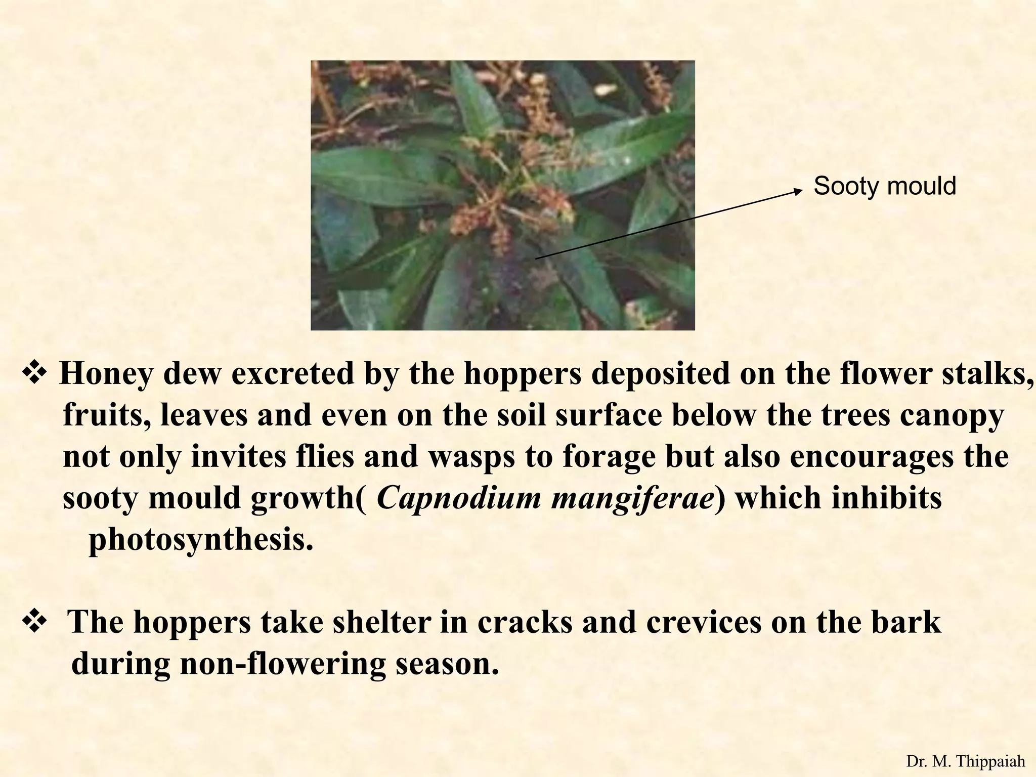 Insect pests of mango | PDF