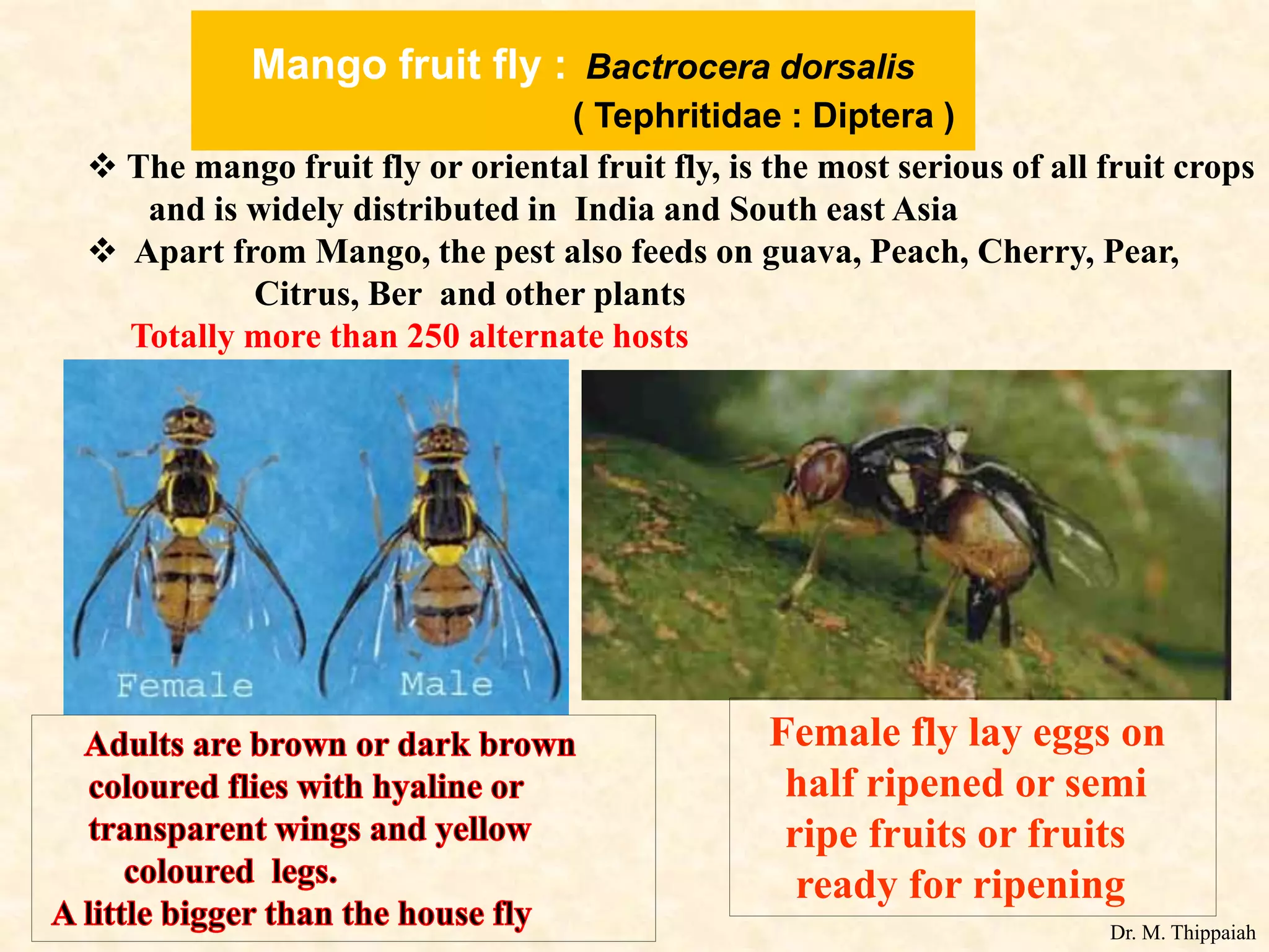 Insect pests of mango | PDF