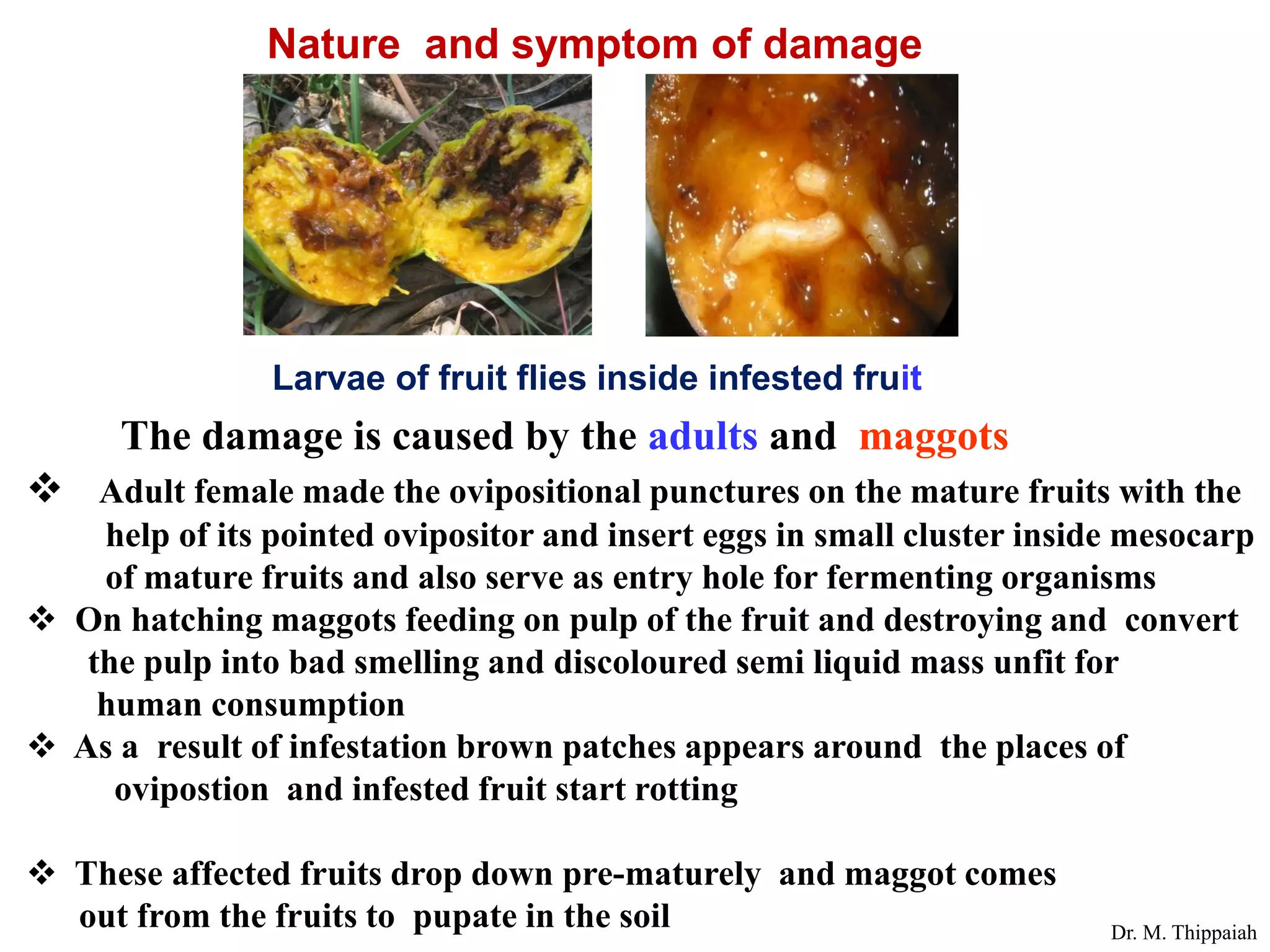 Insect pests of mango | PDF