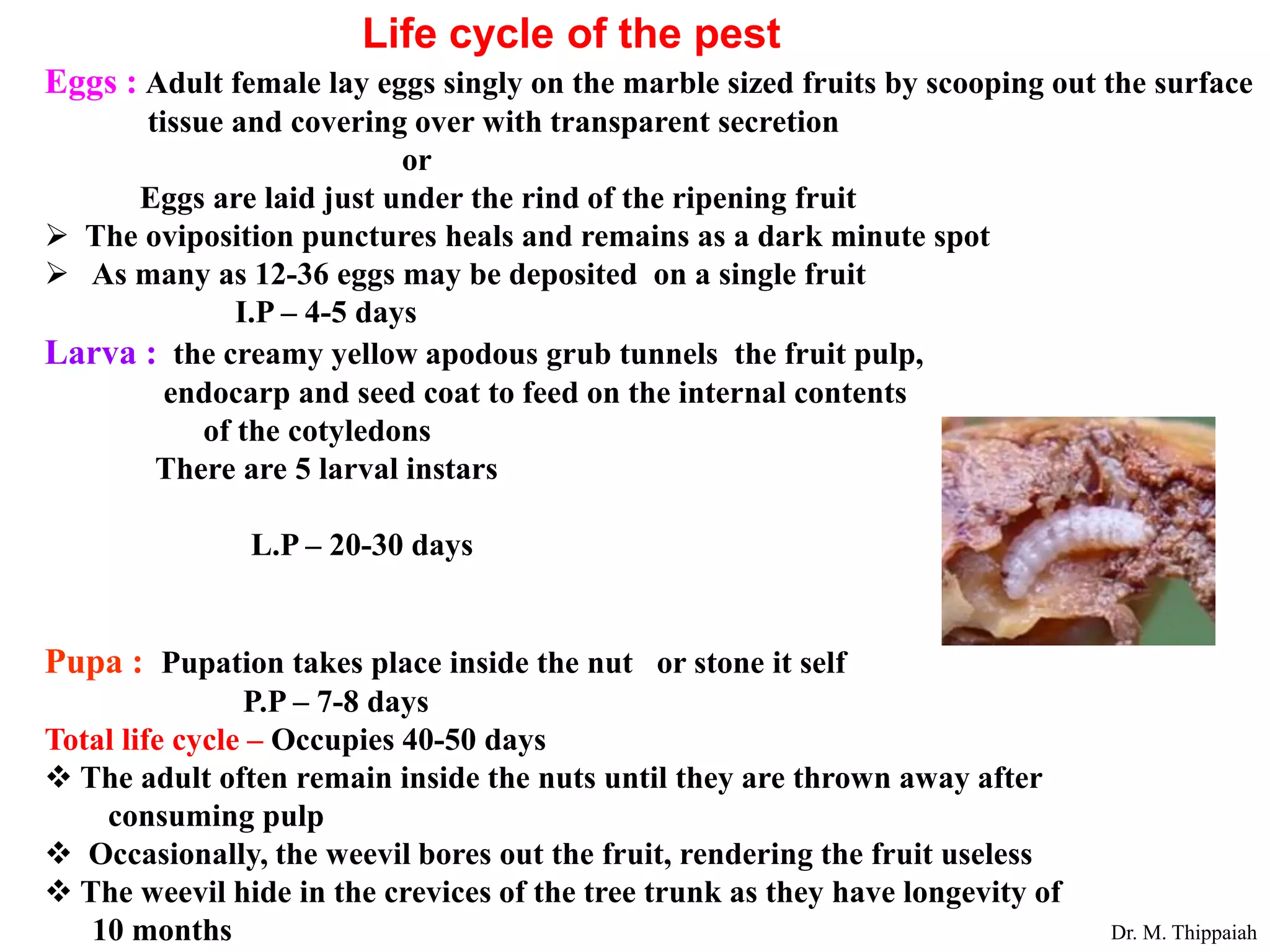 Insect pests of mango | PDF