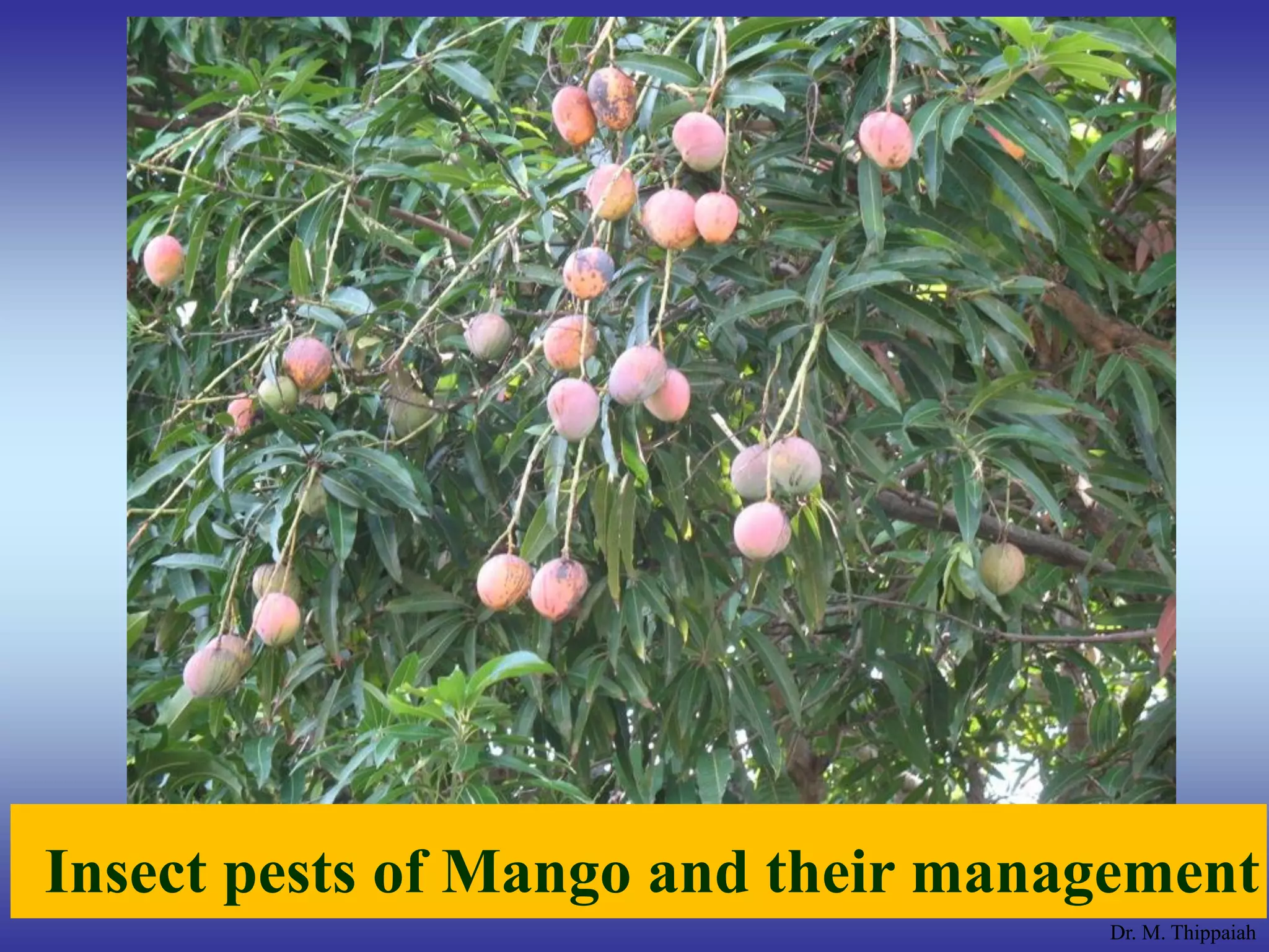 Insect pests of mango | PDF