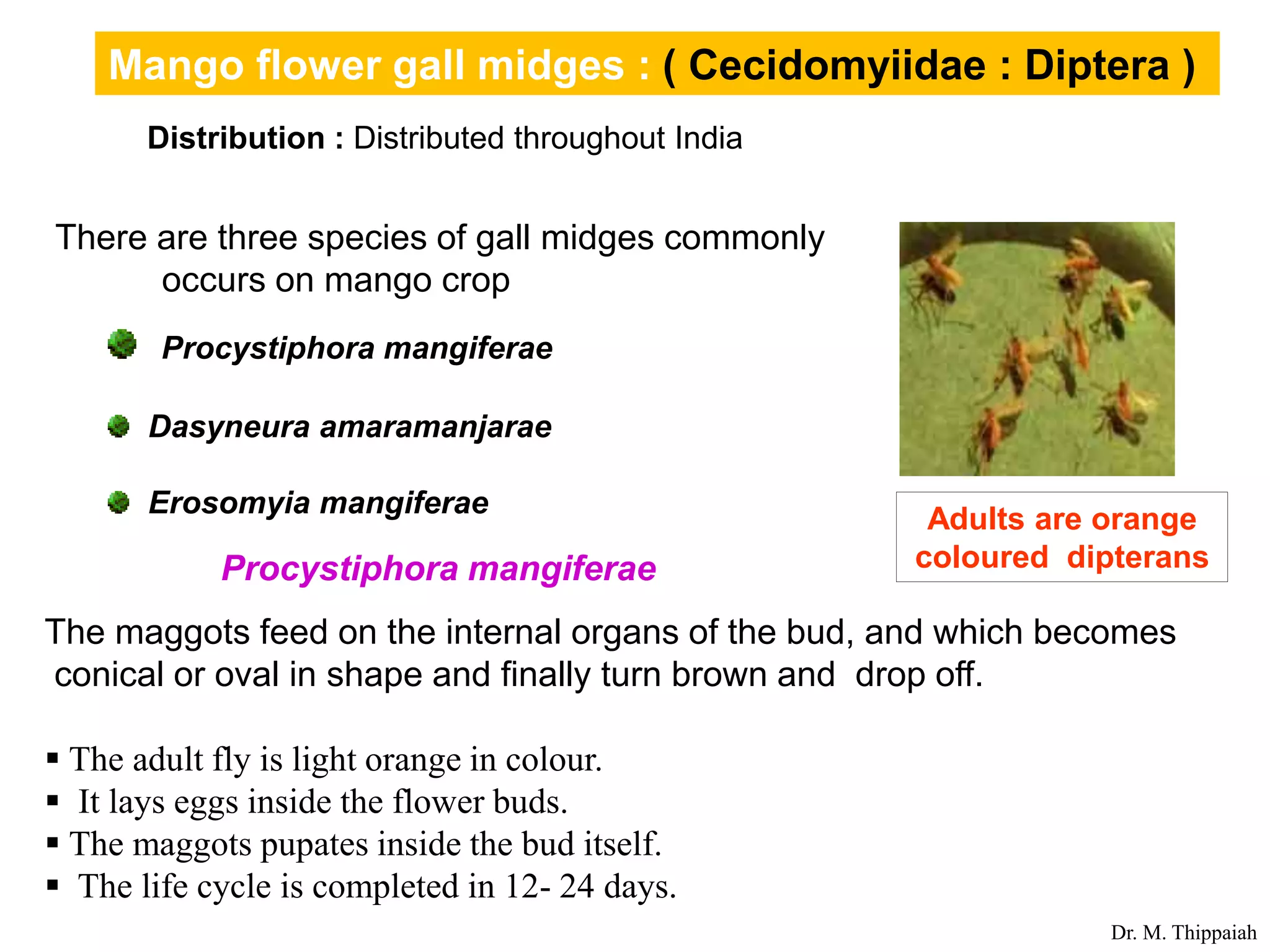 Insect pests of mango | PDF