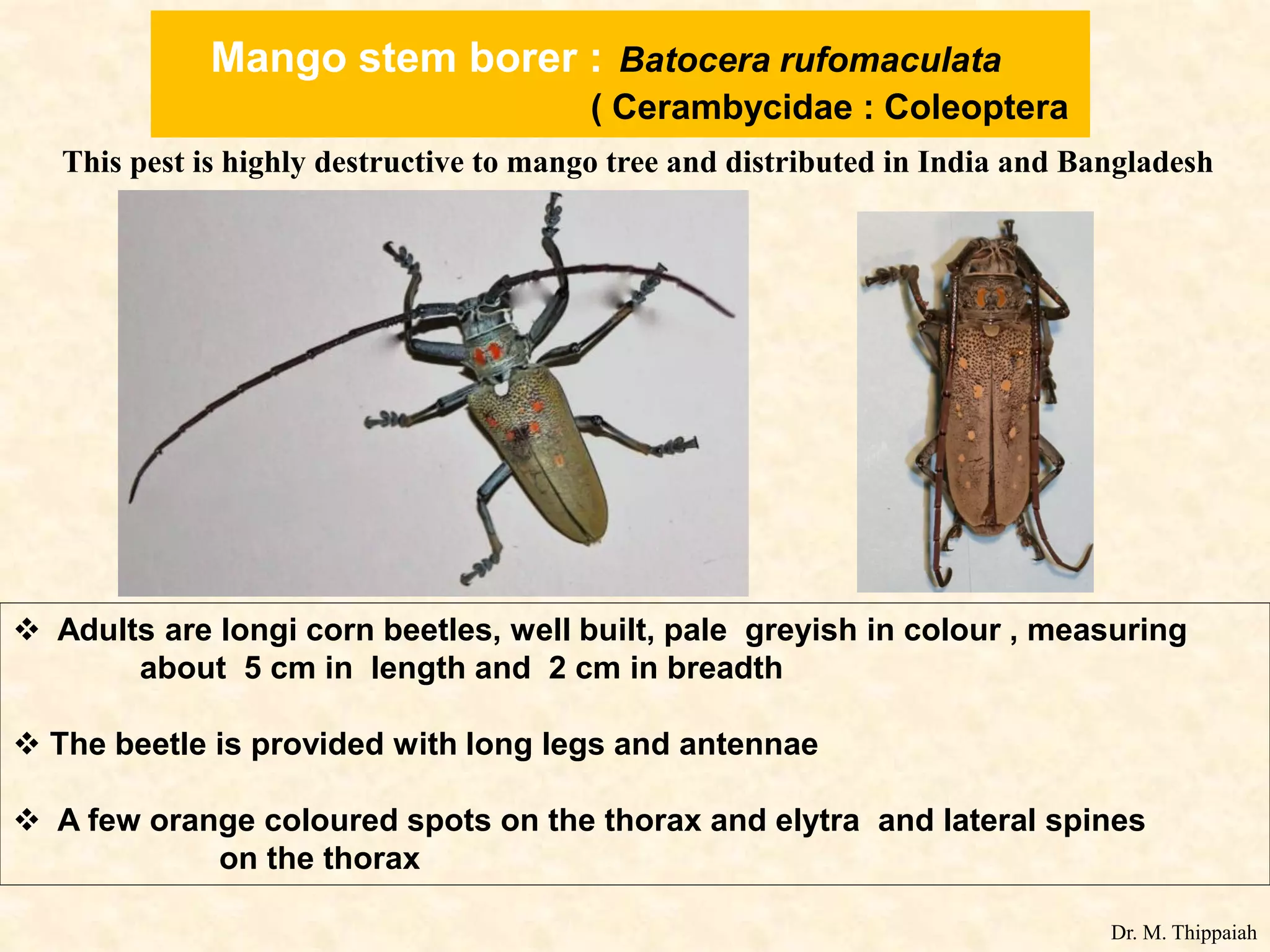 Insect pests of mango | PDF