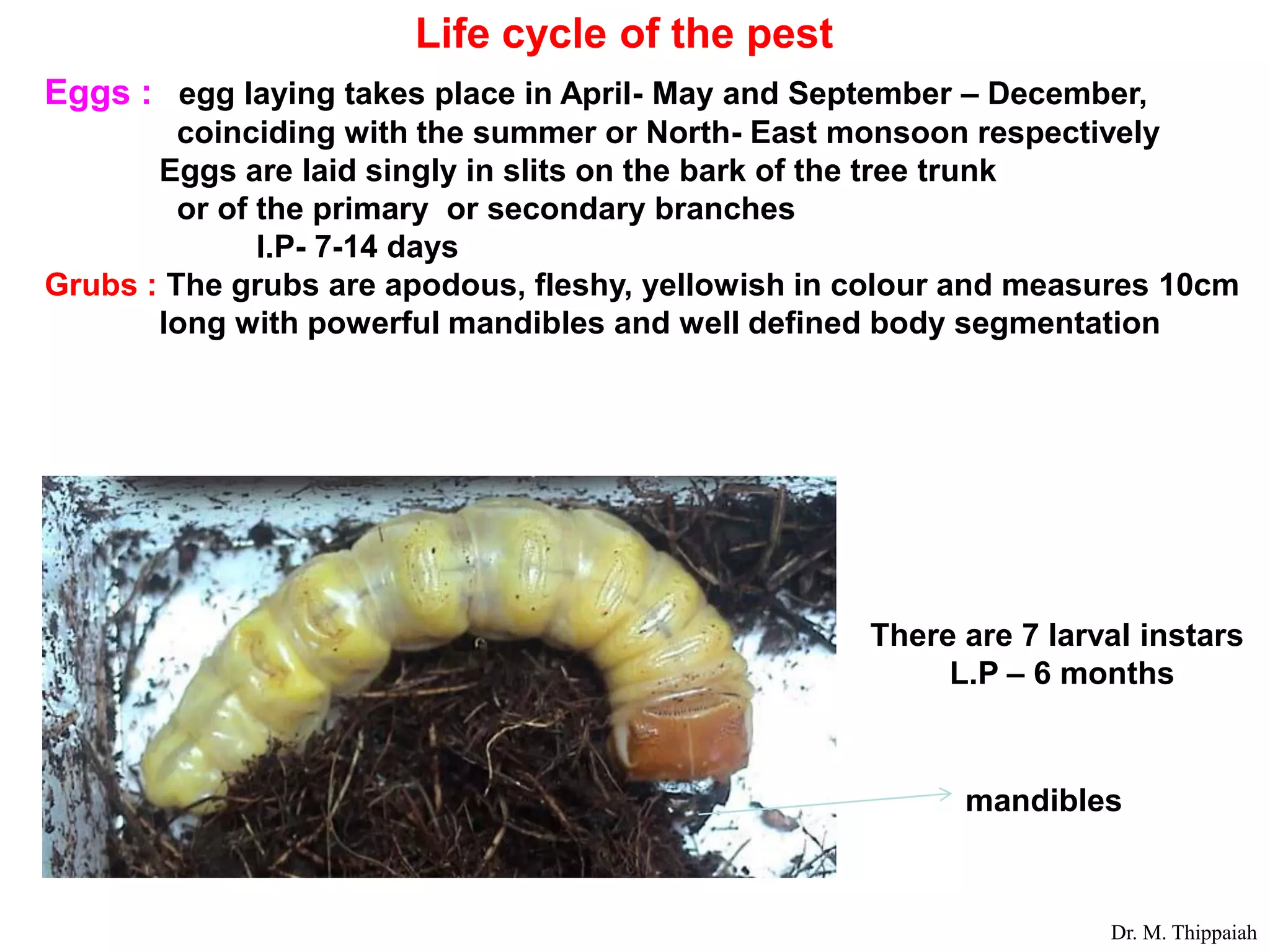 Insect pests of mango | PDF