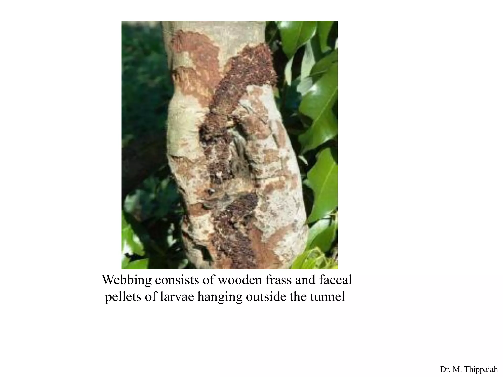 Insect pests of mango | PDF