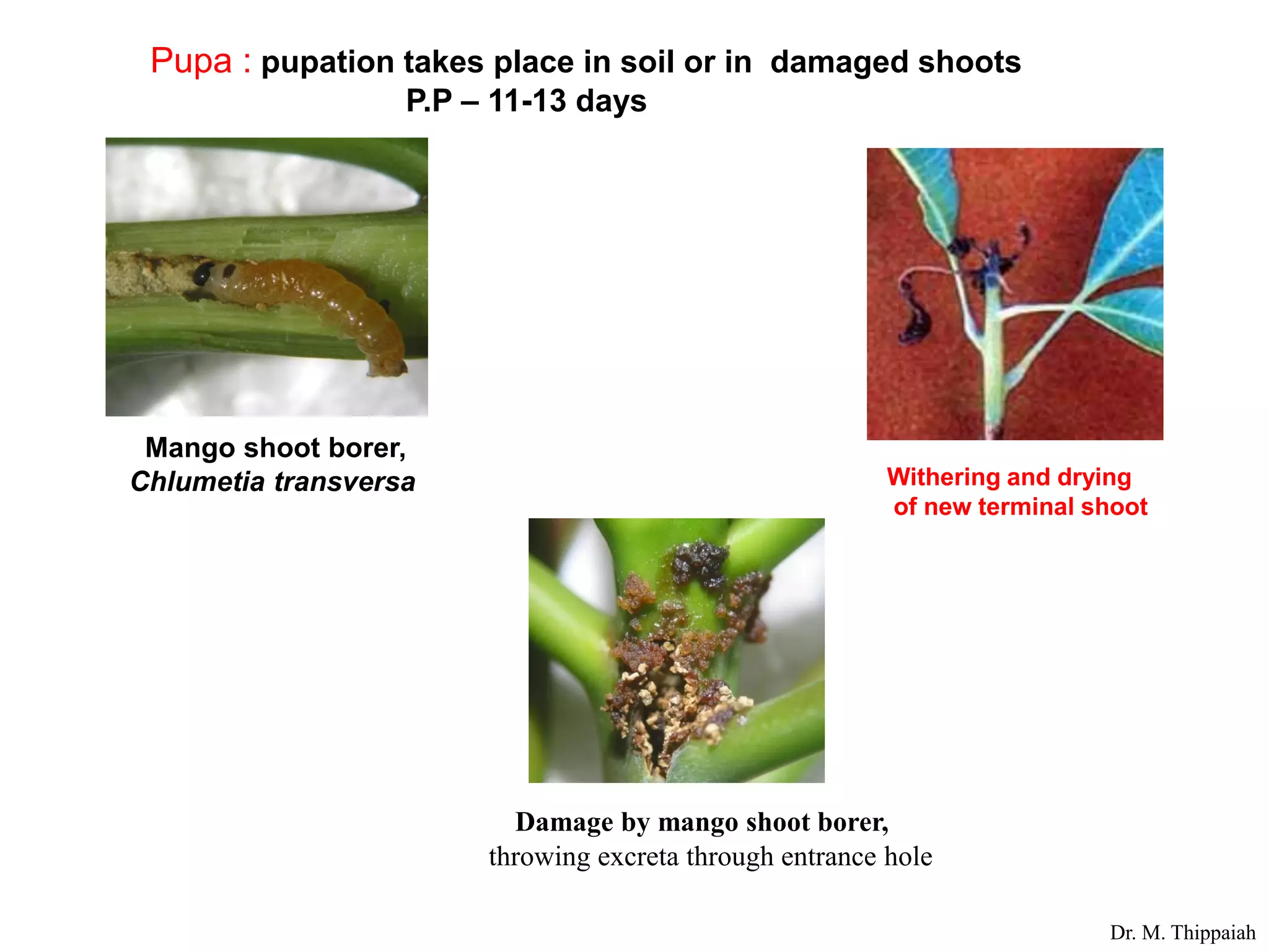 Insect pests of mango | PDF