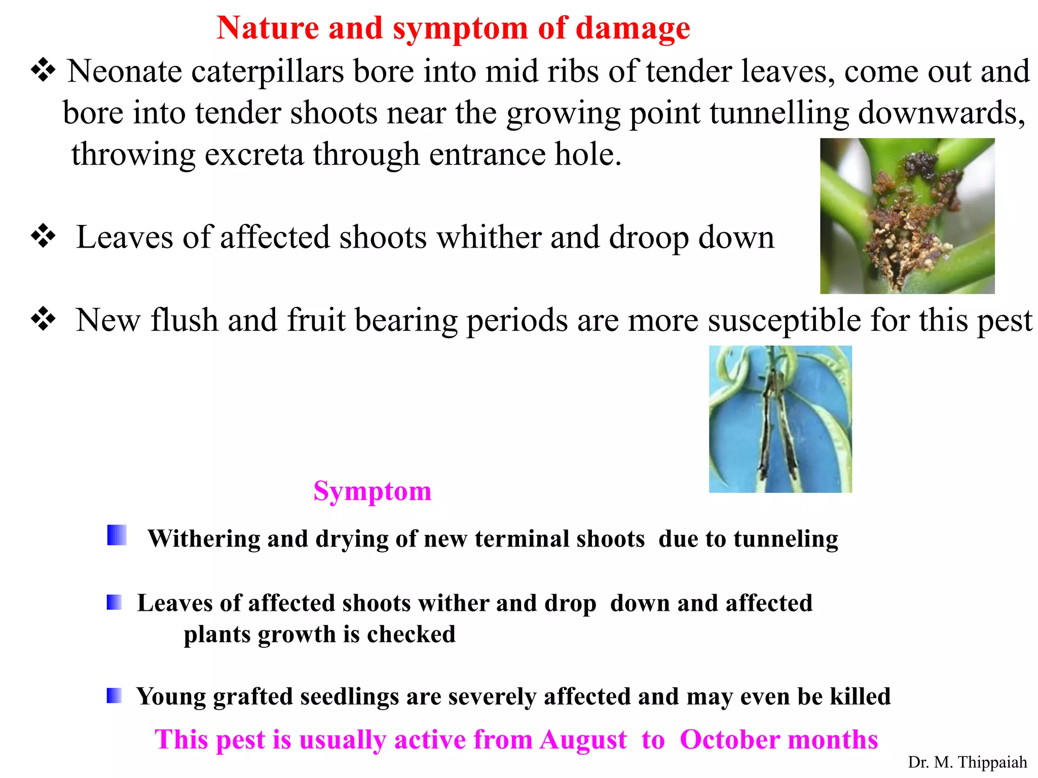 Insect pests of mango | PDF