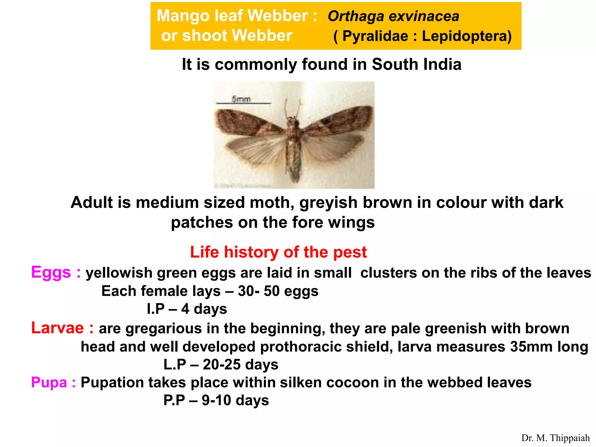 Insect pests of mango | PDF