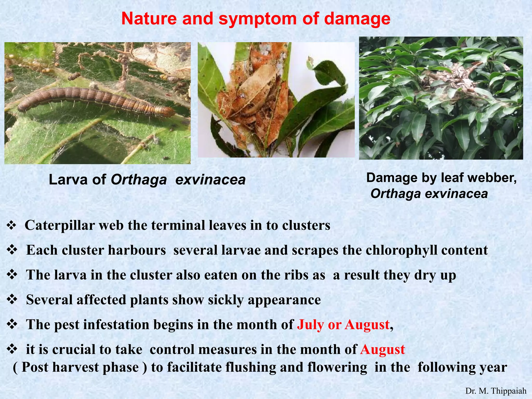 Insect pests of mango | PDF