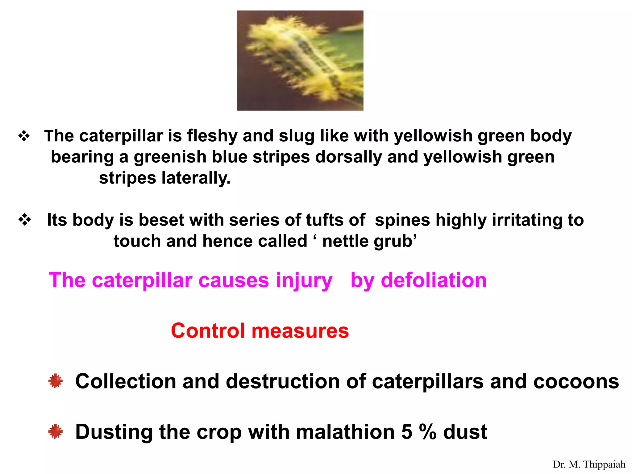 Insect pests of mango | PDF