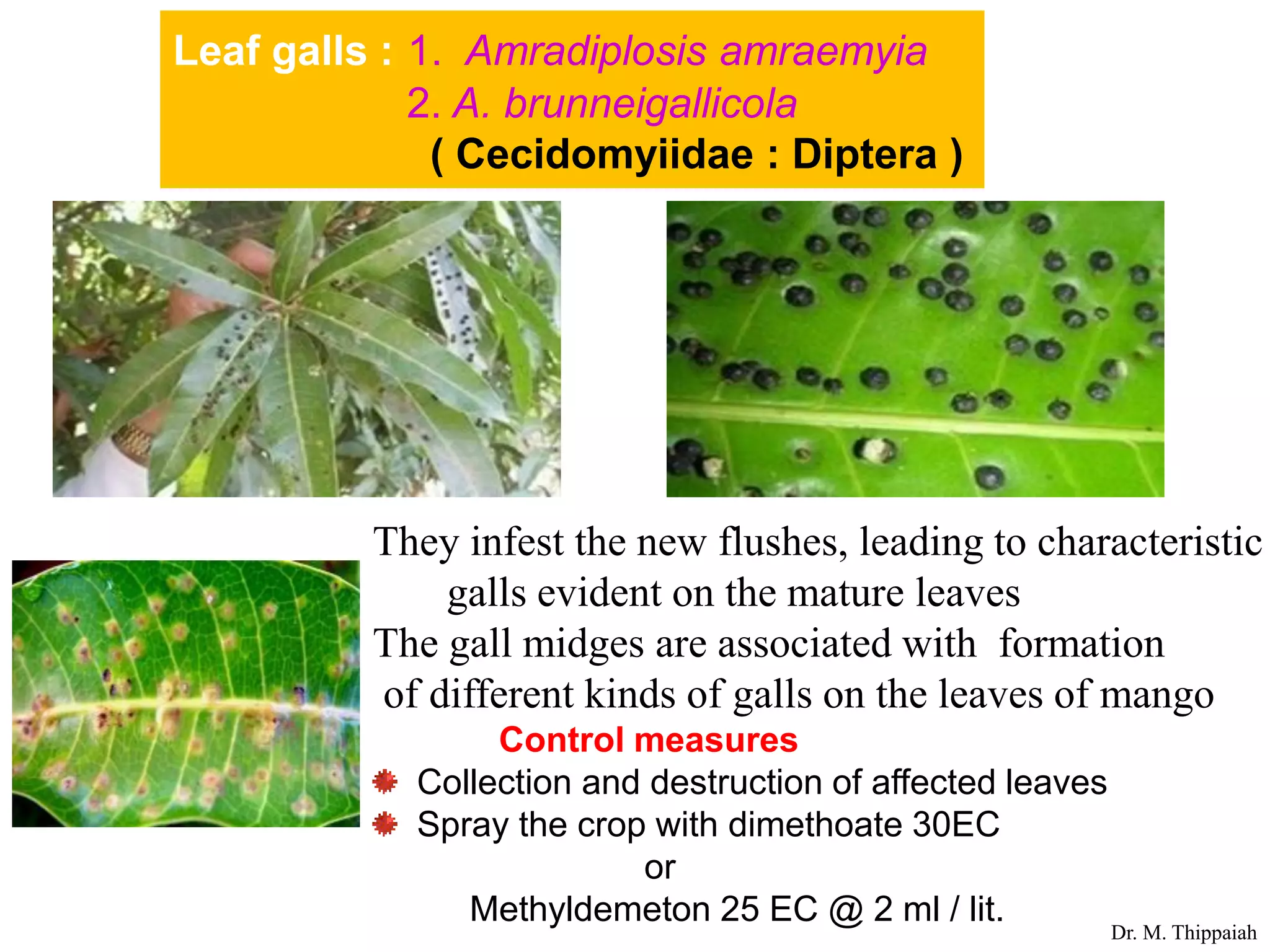Insect pests of mango | PDF