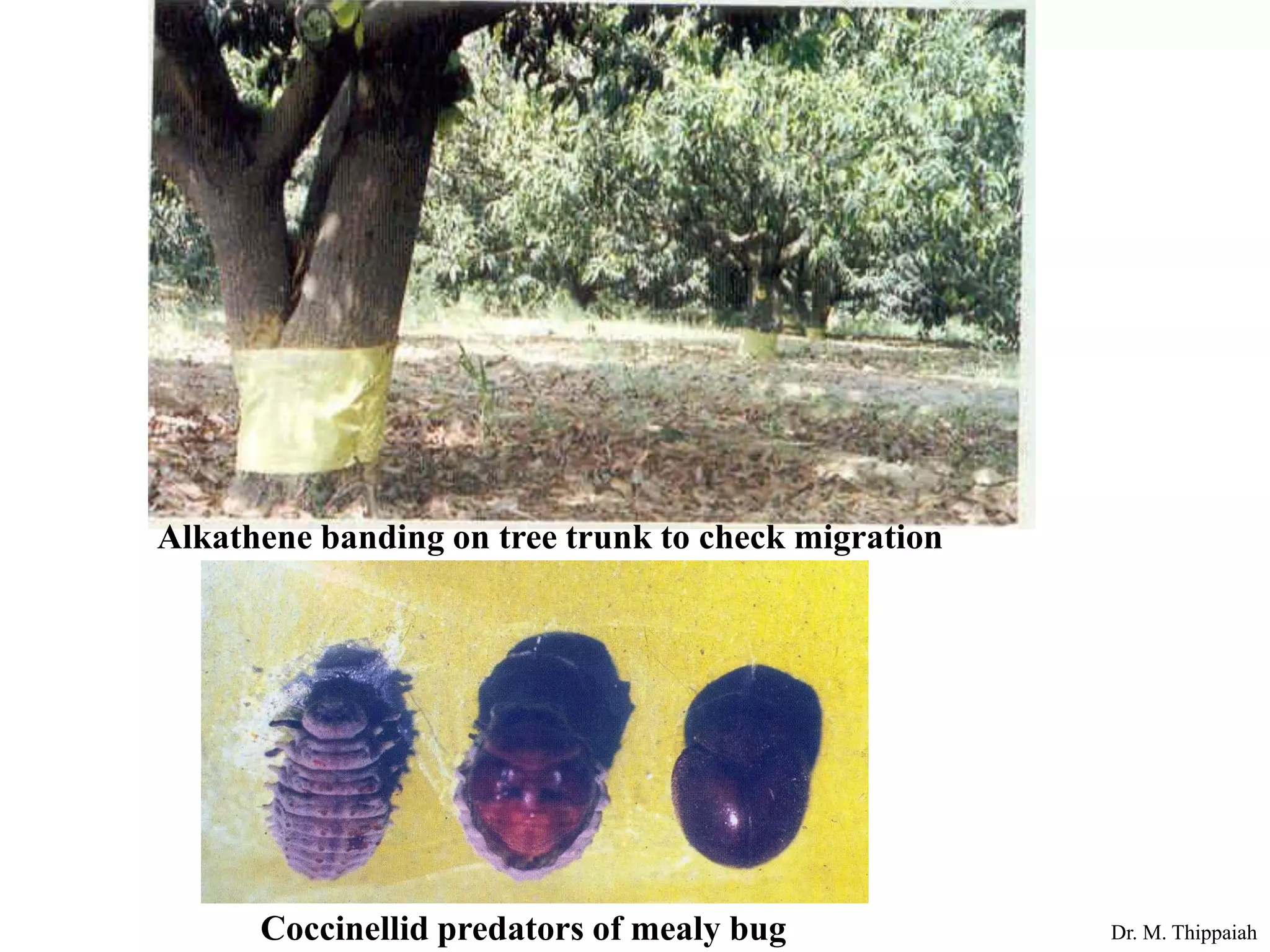Insect pests of mango | PDF