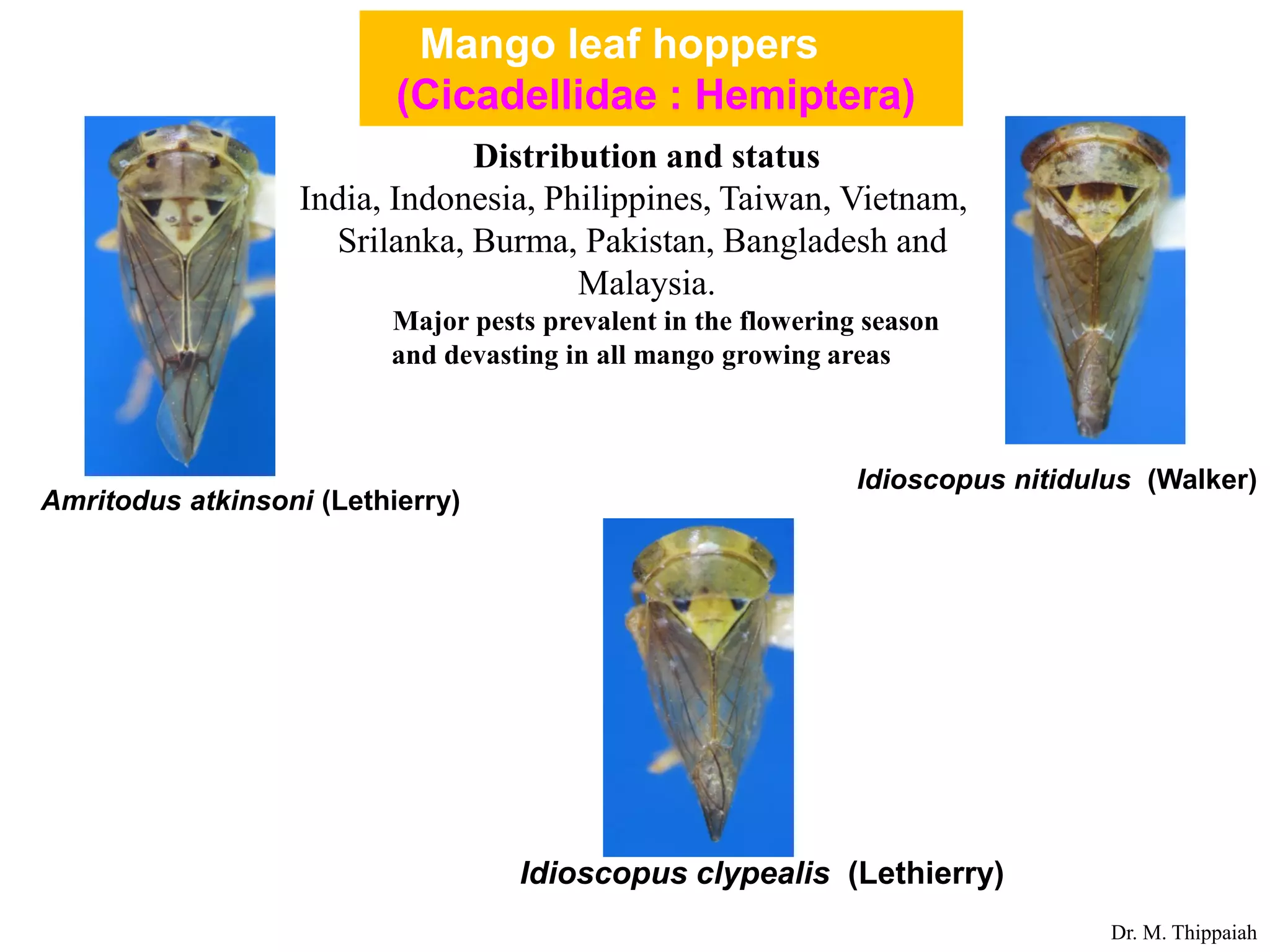 Insect pests of mango | PDF