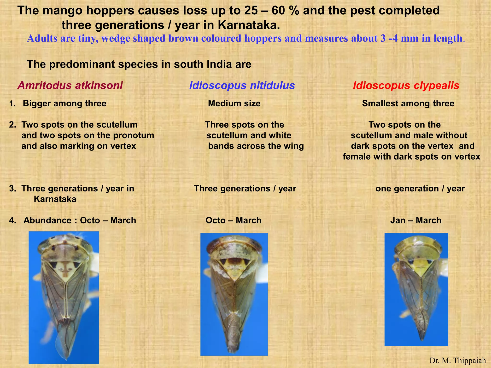 Insect pests of mango | PDF