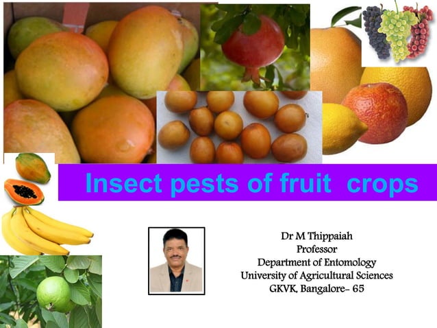 Insect pests of mango | PDF