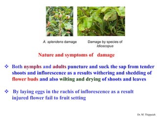 Insect pests of mango | PDF
