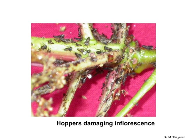 Insect pests of mango | PDF