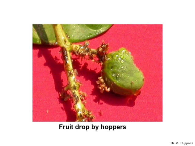 Insect pests of mango | PDF