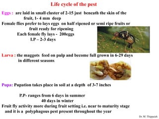 Insect pests of mango | PDF