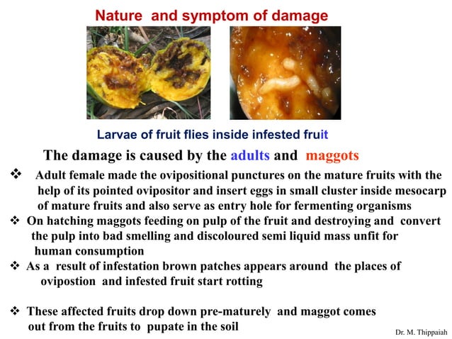 Insect pests of mango | PDF