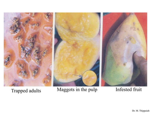 Insect pests of mango | PDF