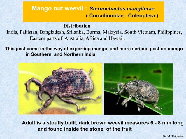 Insect pests of mango | PDF