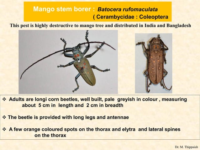 Insect pests of mango | PDF