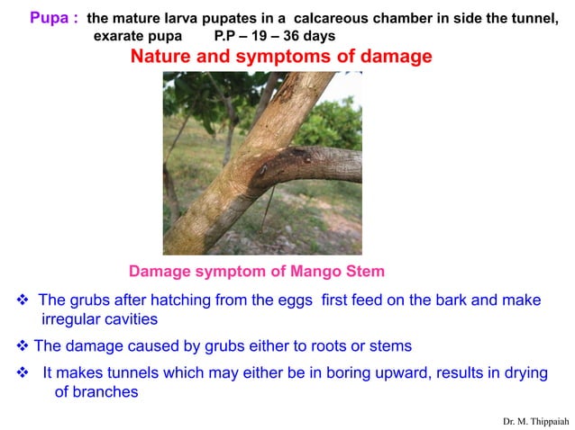Insect pests of mango | PDF
