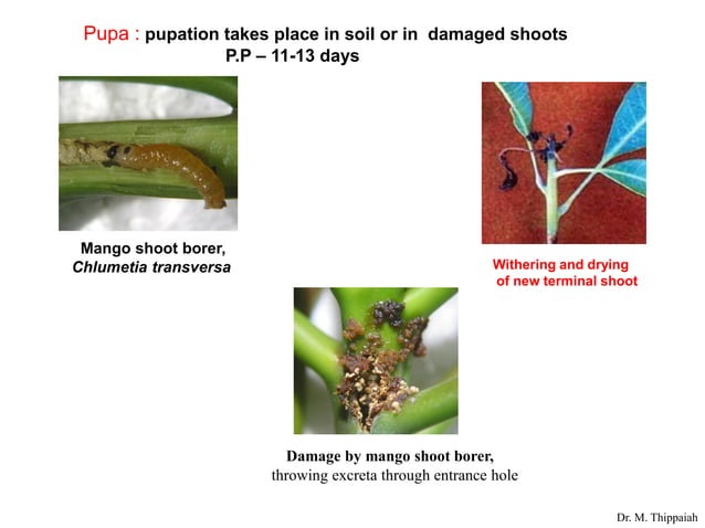 Insect pests of mango | PDF