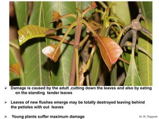Insect pests of mango | PDF