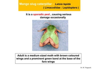 Insect pests of mango | PDF