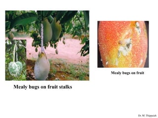 Insect pests of mango | PDF