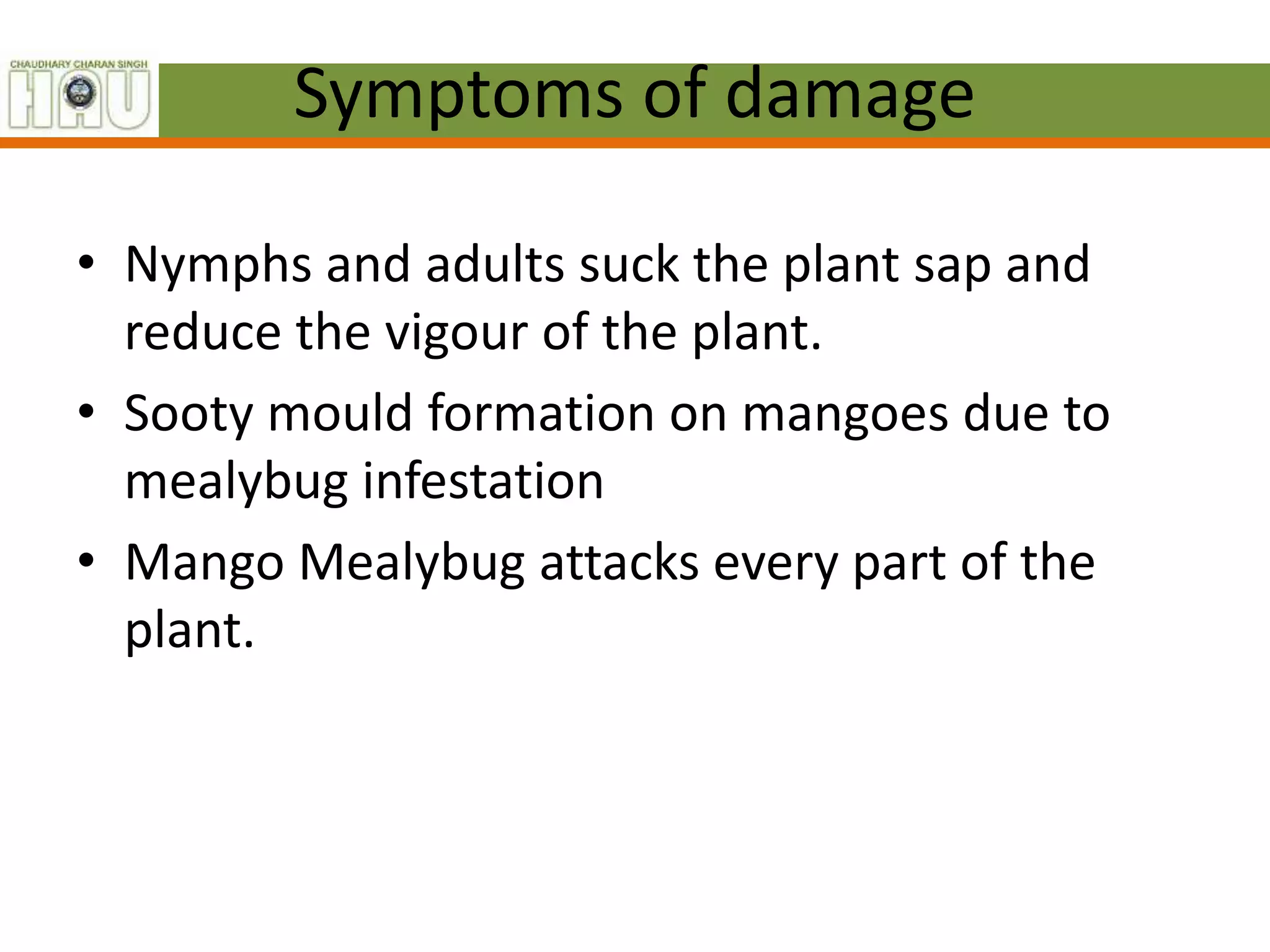 Insect pests of mango and their management | PPTX