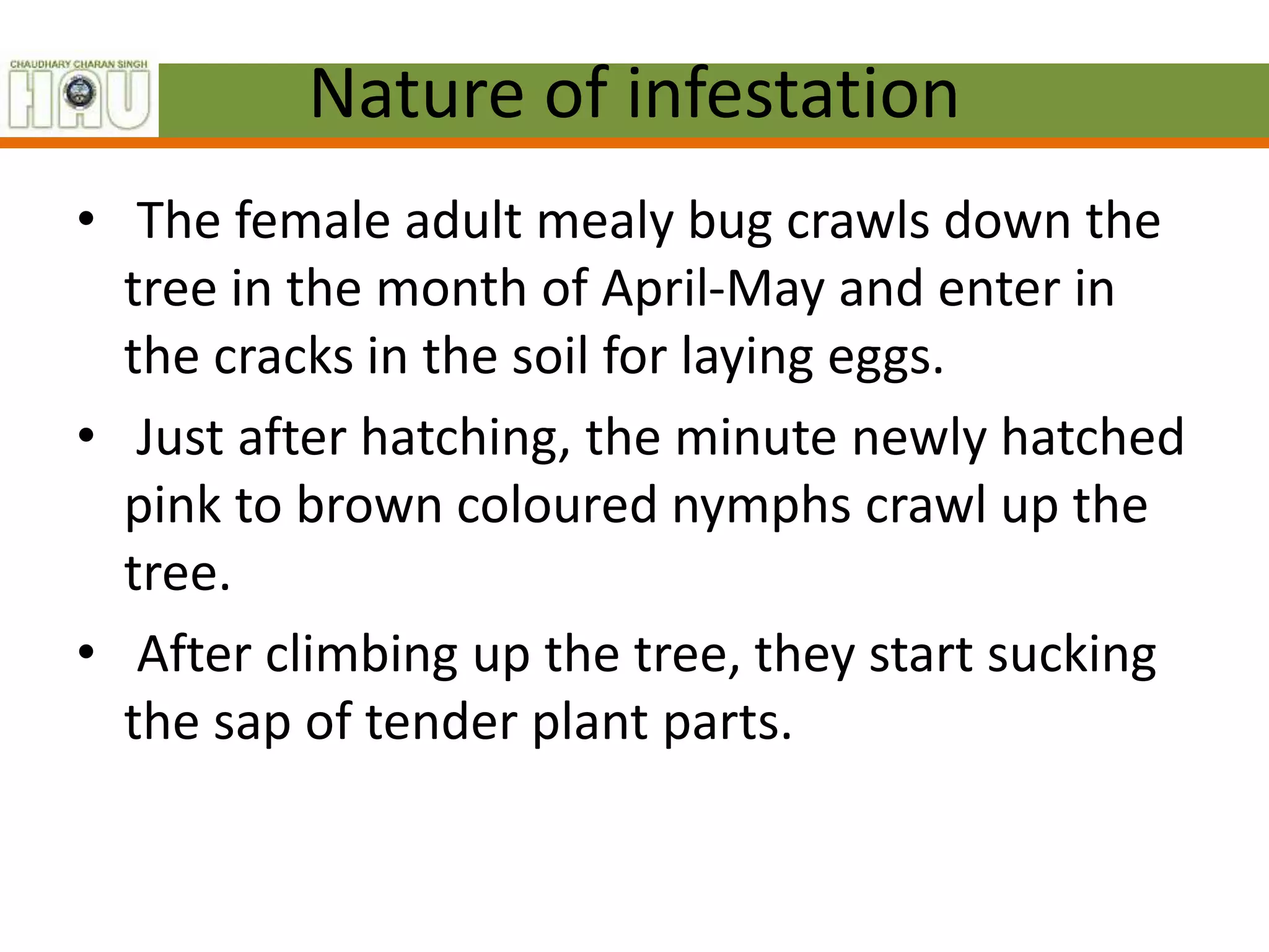 Insect pests of mango and their management | PPTX